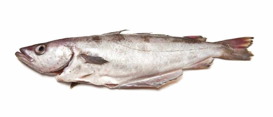 All About Pollock • Harbor Fish Market